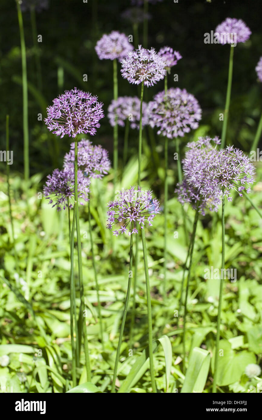 Starlight lauch hi-res stock photography and images - Alamy