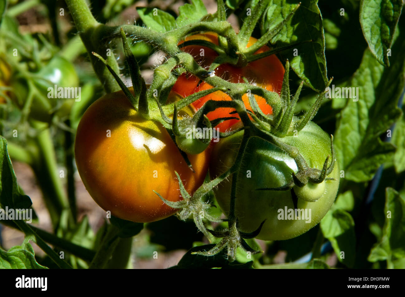 Group tomato hi-res stock photography and images - Alamy