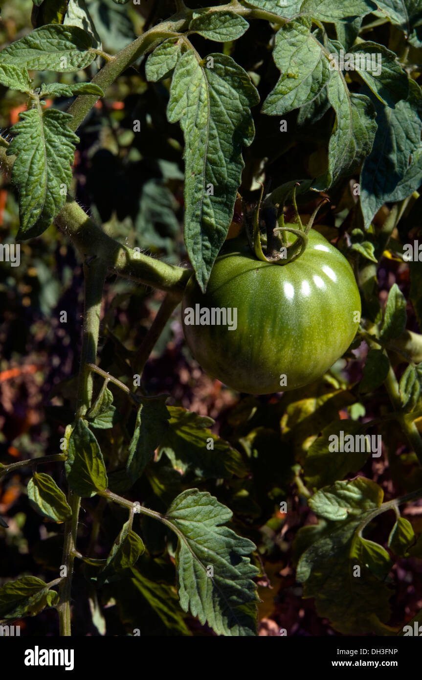 Cook green tomato hi-res stock photography and images - Alamy