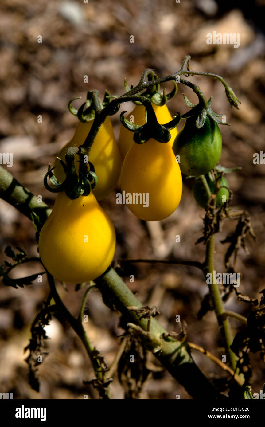 Pear tomato hi-res stock photography and images - Alamy
