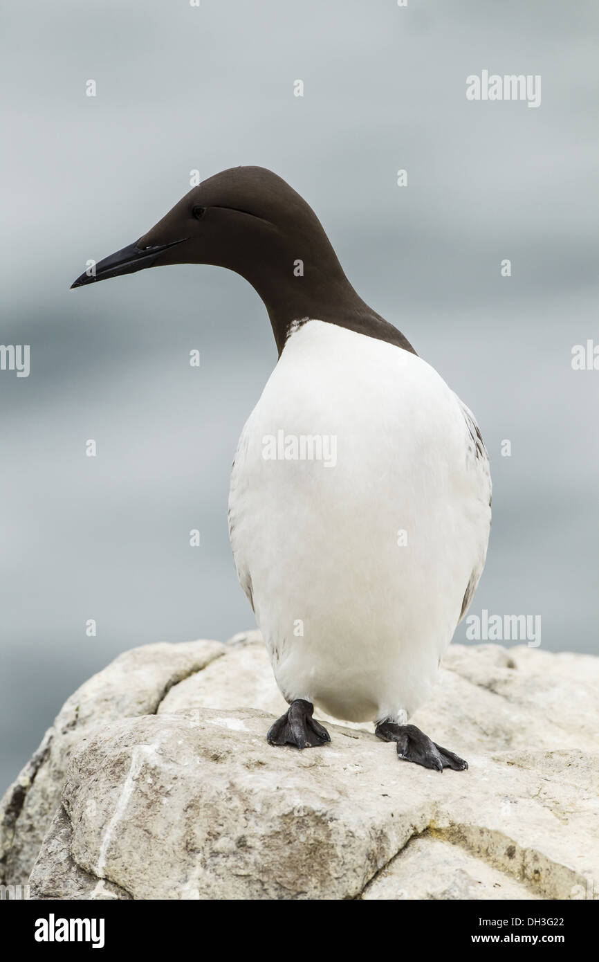 Uria carbo hi-res stock photography and images - Alamy