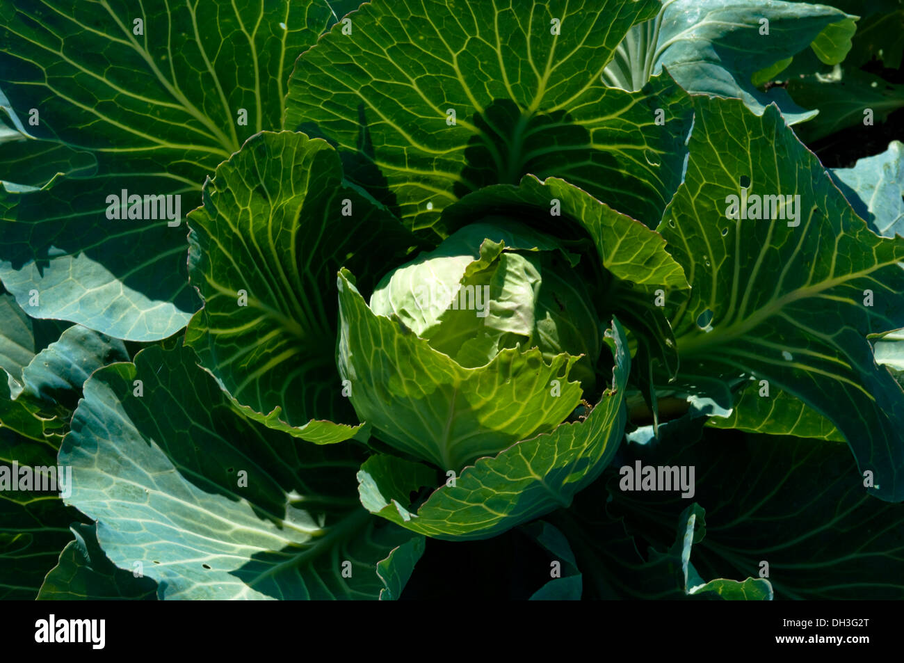 Cabbage growing in an urban organic garden in Chicago, Illinois, USA ...