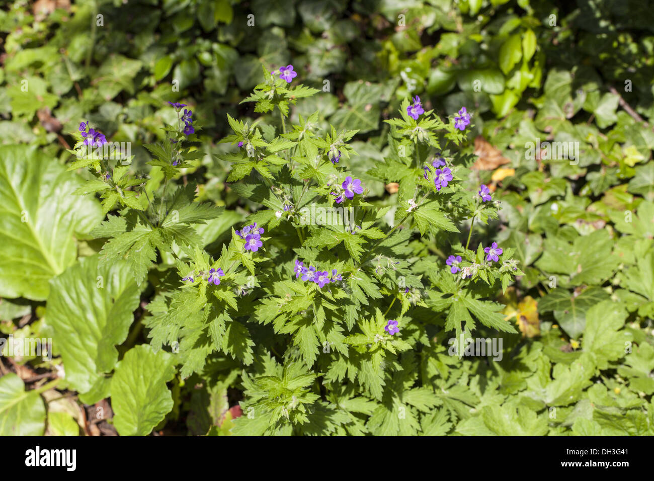 Columbinum hi-res stock photography and images - Alamy