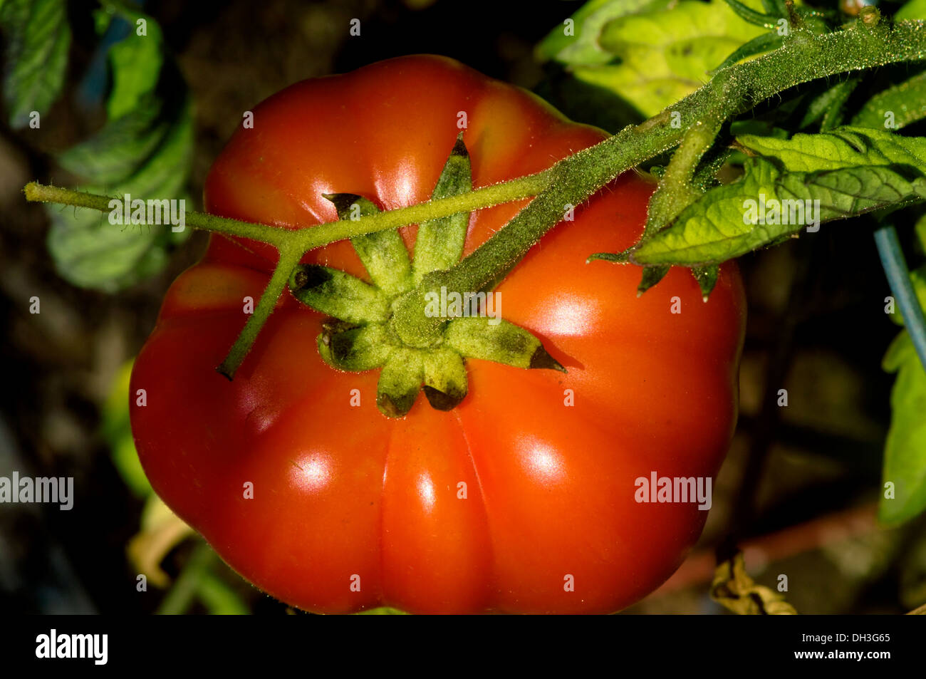 An heirloom tomato growing on the vine in an organic garden in Chicago ...