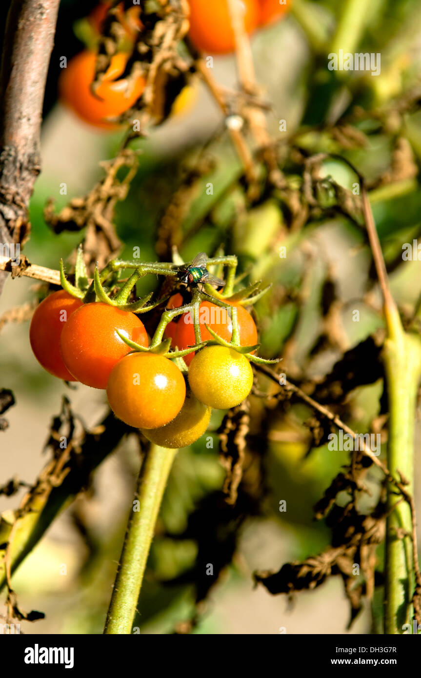 Growing organic cherry tomatoes hi-res stock photography and images - Alamy