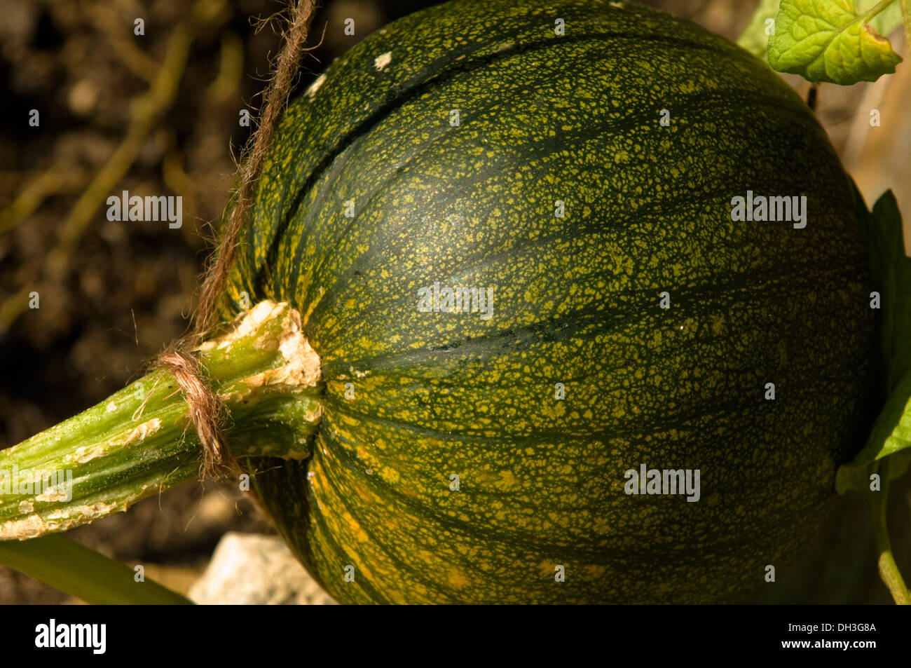 Hanging squash hi-res stock photography and images - Alamy