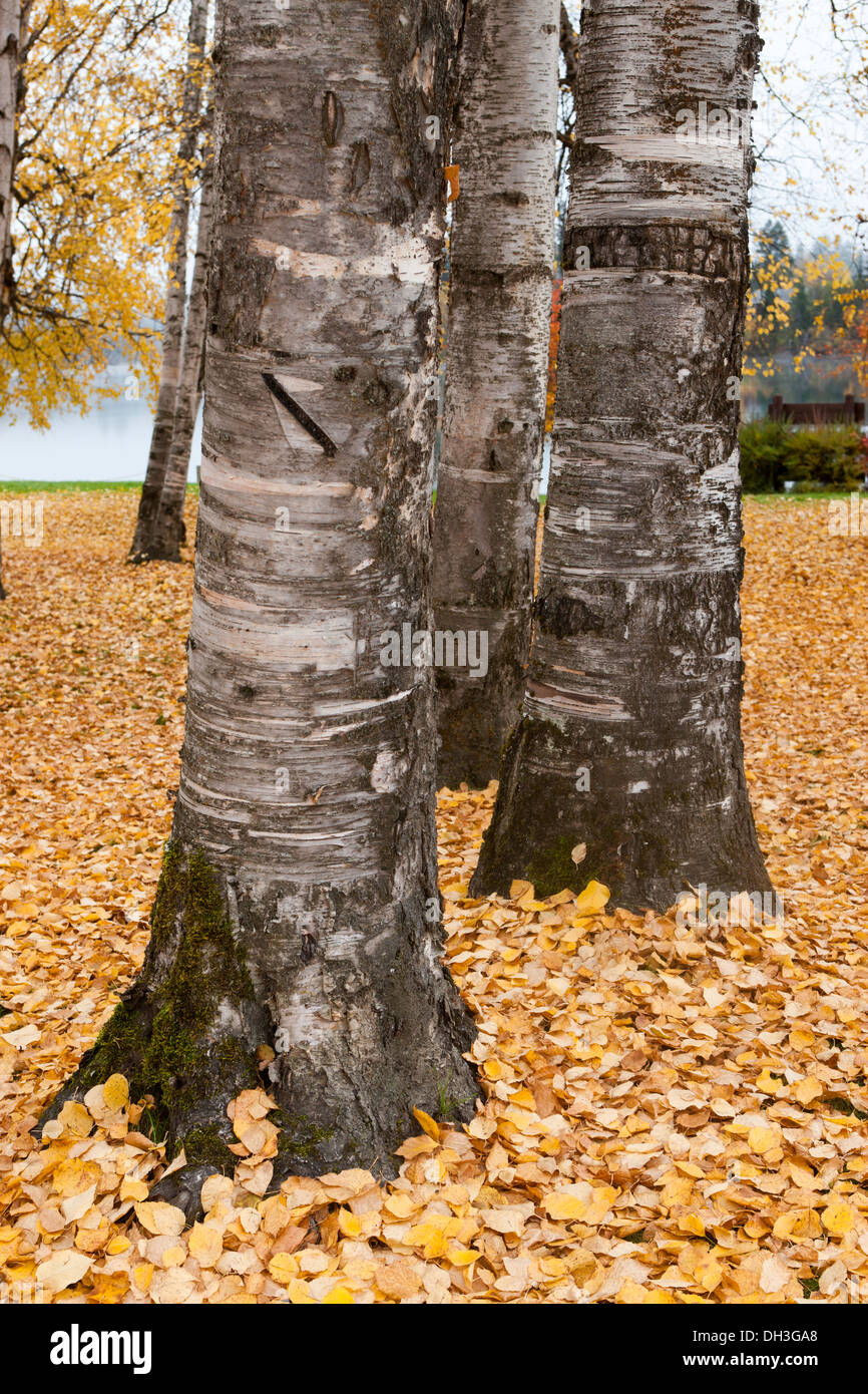 Aspen tree trunk hi-res stock photography and images - Alamy