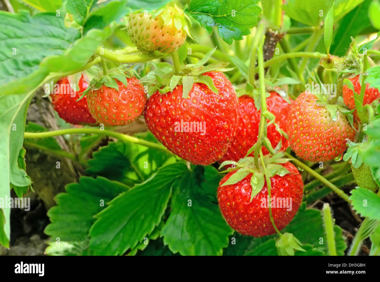 Strawberry bush hi-res stock photography and images - Alamy