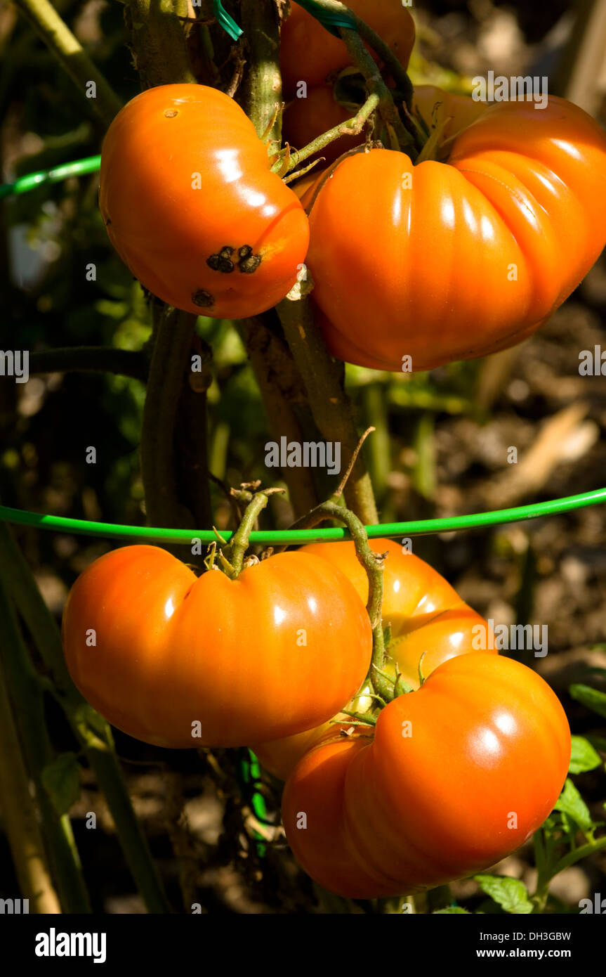 Red and orange tomatoes hi-res stock photography and images - Alamy