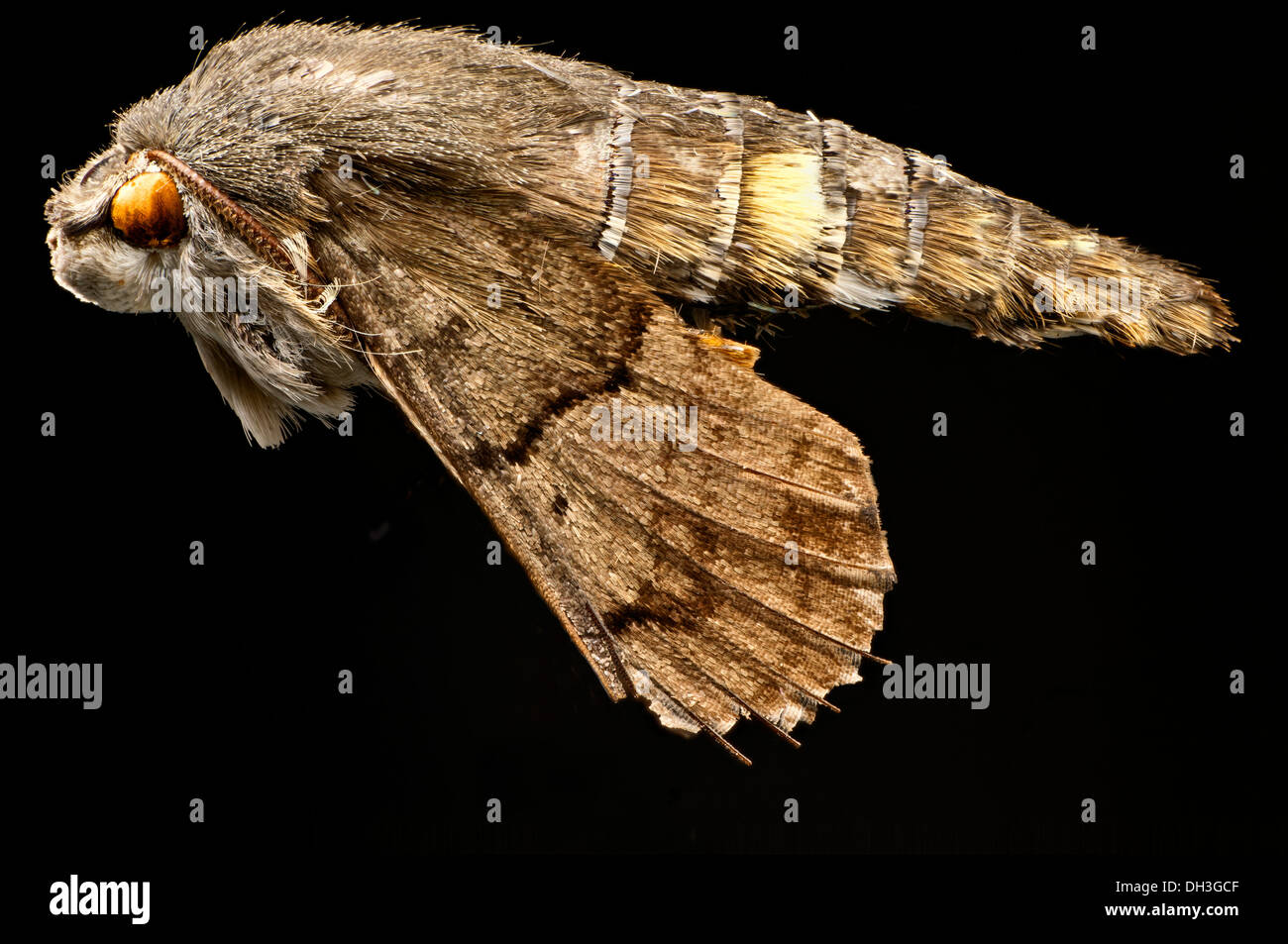 Cream color hairy moth hi-res stock photography and images - Alamy