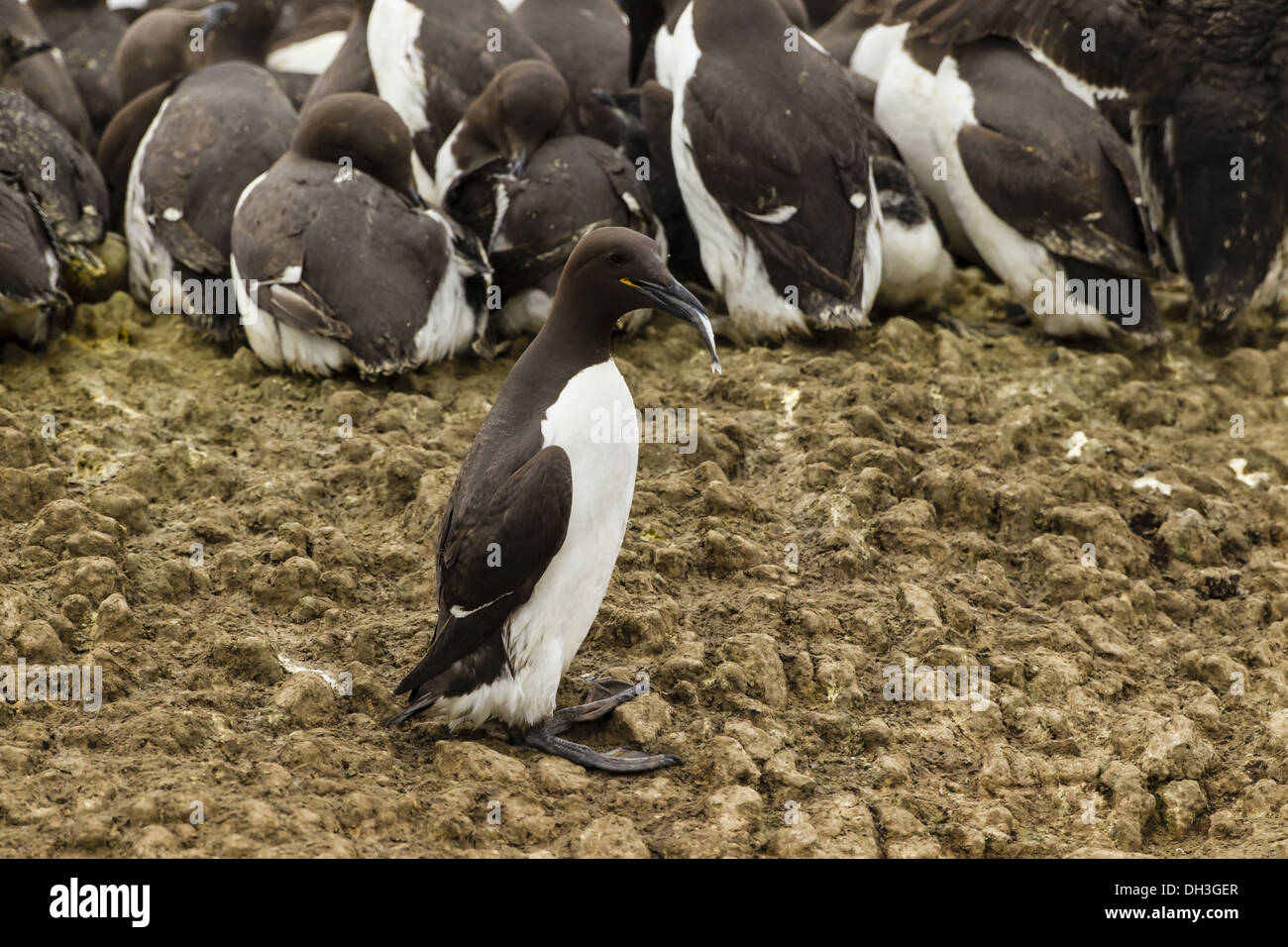 Uria carbo hi-res stock photography and images - Alamy
