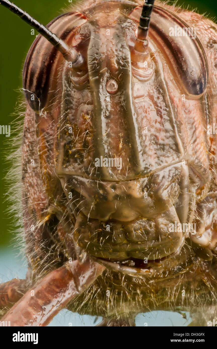 Macro of Egyptian Grasshopper head showing details of the face and ...