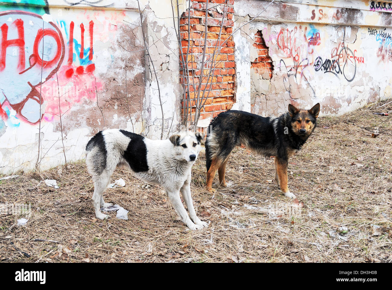 Group stray dogs hi-res stock photography and images - Alamy