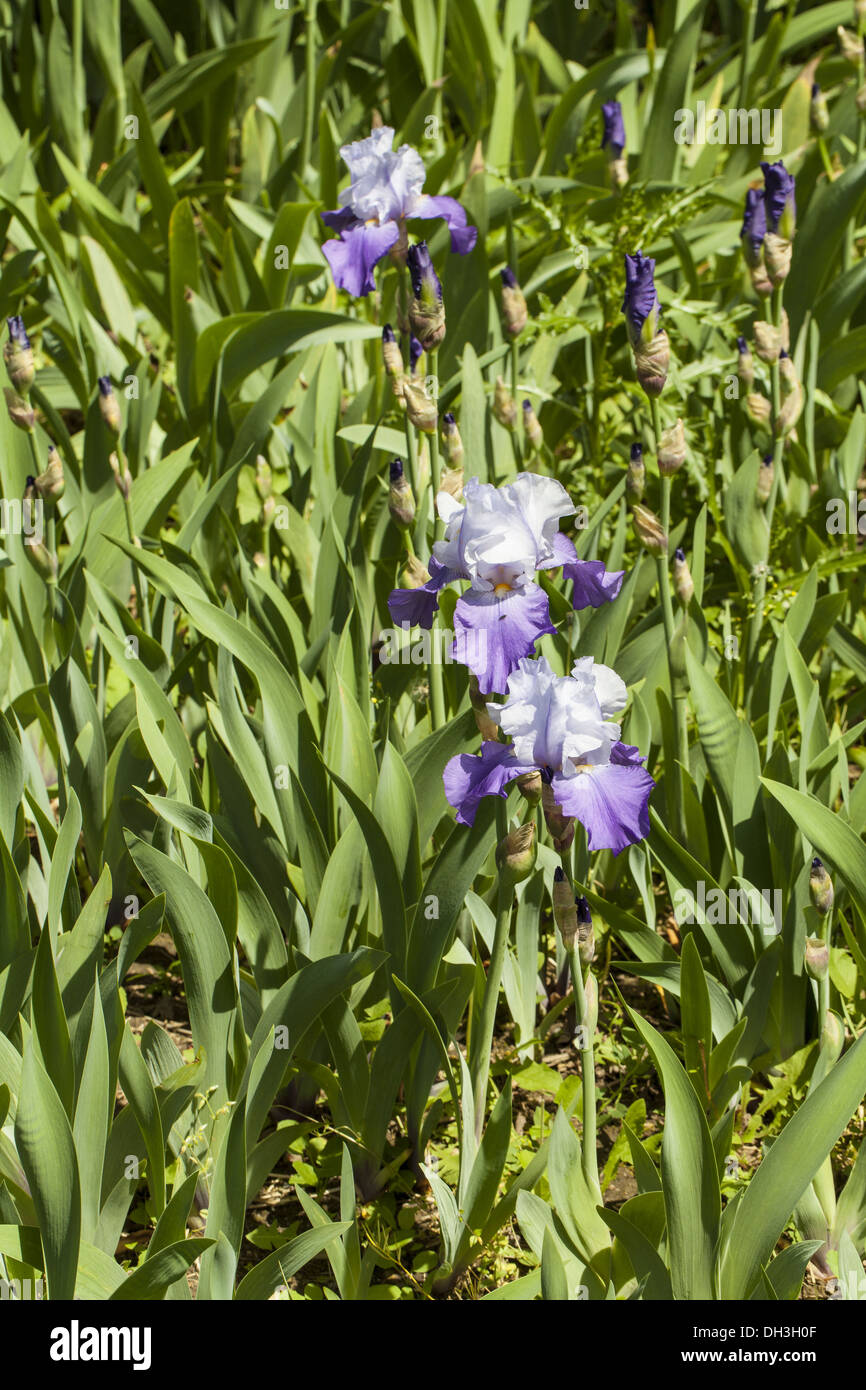 Iris botanik hi-res stock photography and images - Alamy