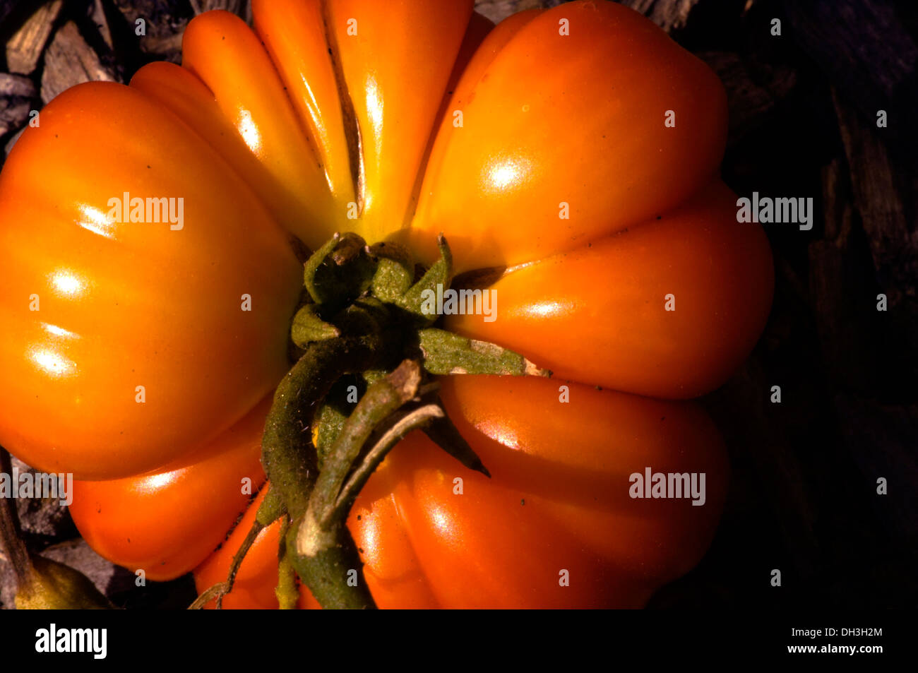 Ripening tomato, growing in an urban organic garden in Chicago ...