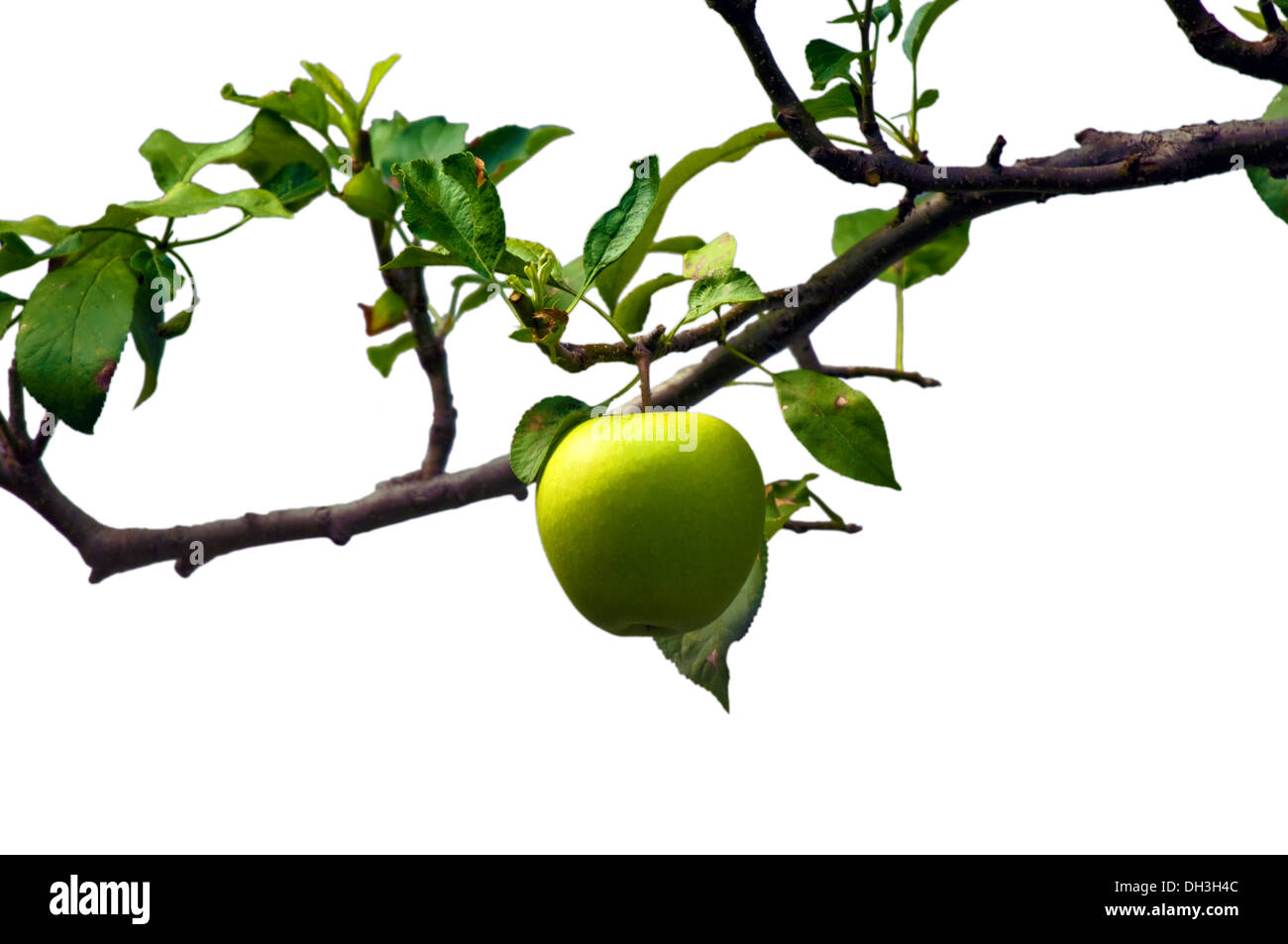 Green apple hanging from a limb Stock Photo - Alamy