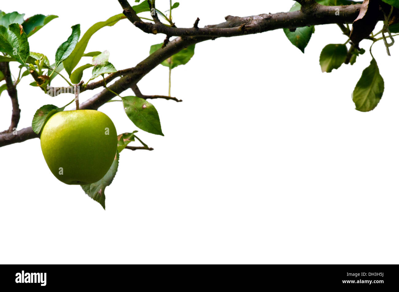 Green apple hanging from a limb Stock Photo - Alamy