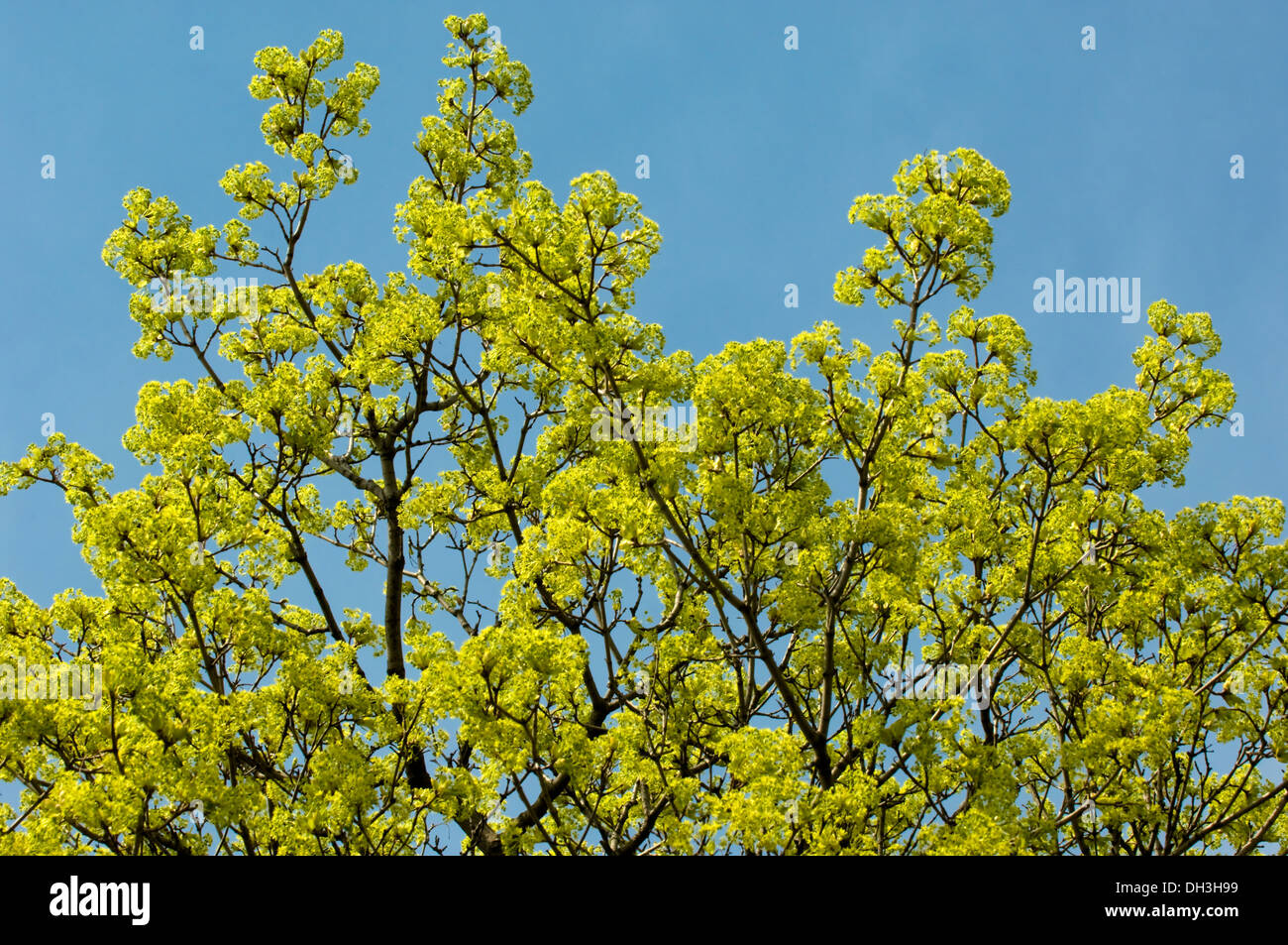 Springtime maple buds growing in Chicago, Illinois, USA Stock Photo - Alamy