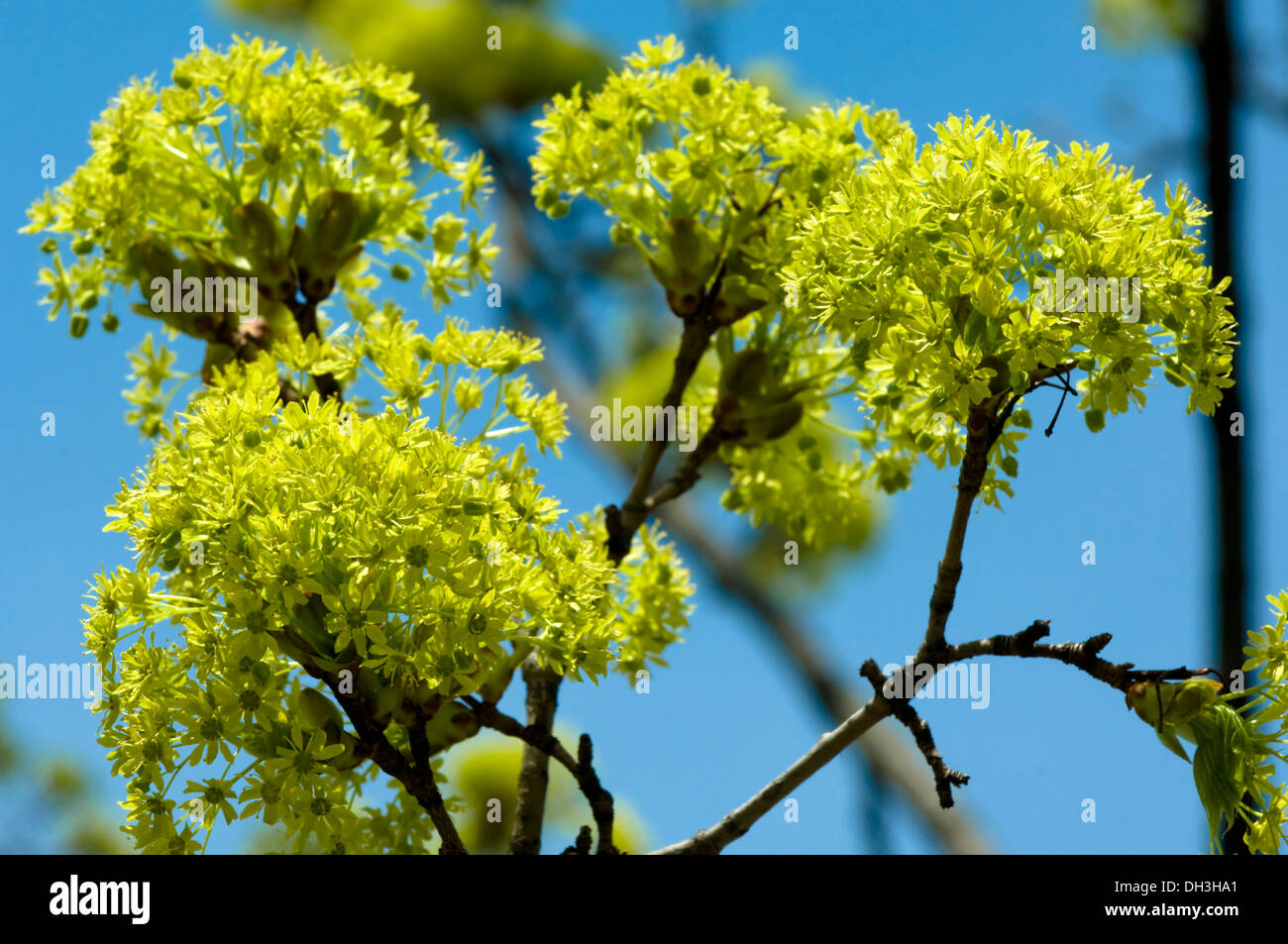 Springtime maple buds growing in Chicago, Illinois, USA Stock Photo - Alamy