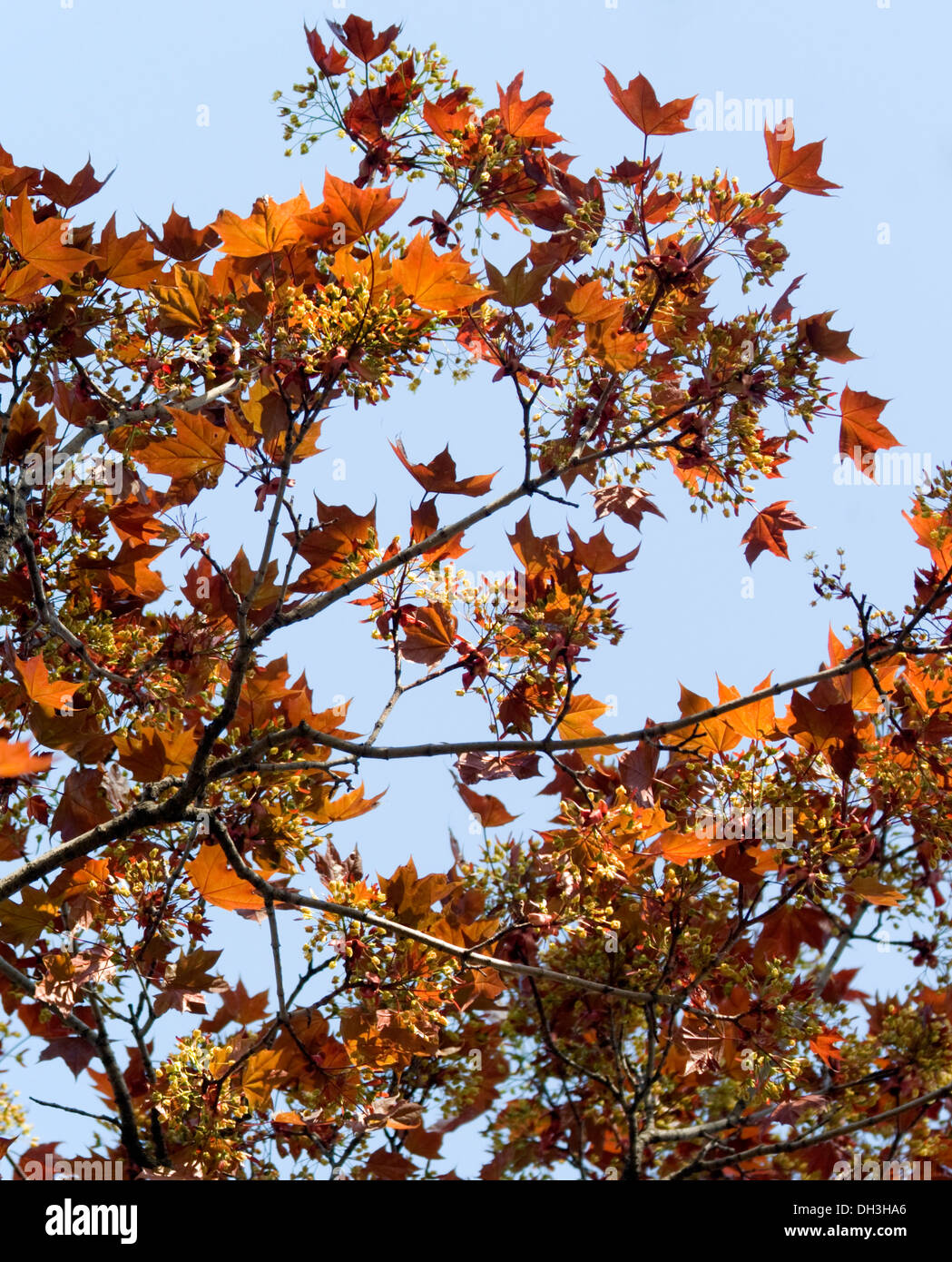 Springtime maple buds growing in Chicago, Illinois, USA Stock Photo - Alamy