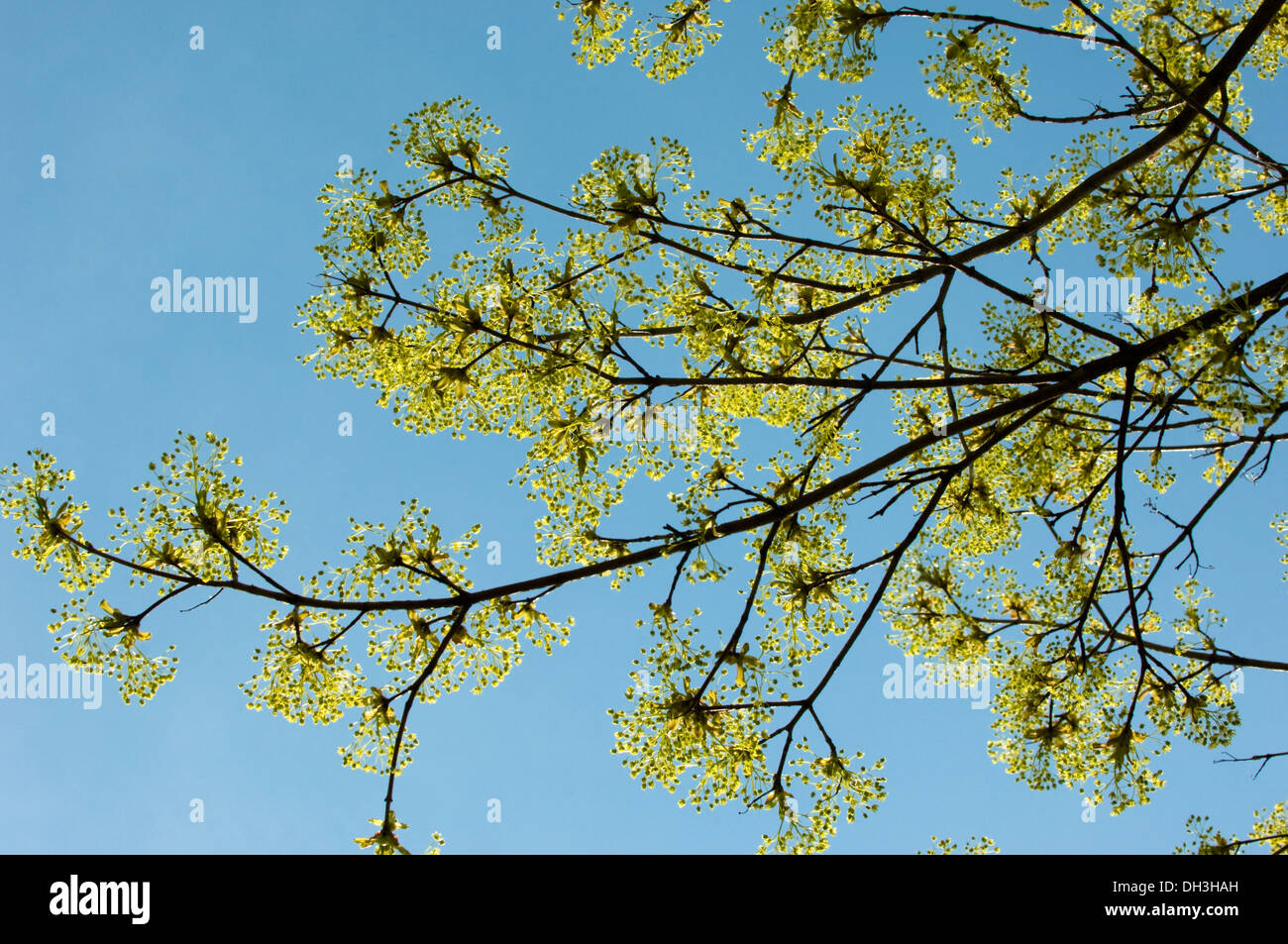 Springtime maple buds growing in Chicago, Illinois, USA Stock Photo - Alamy