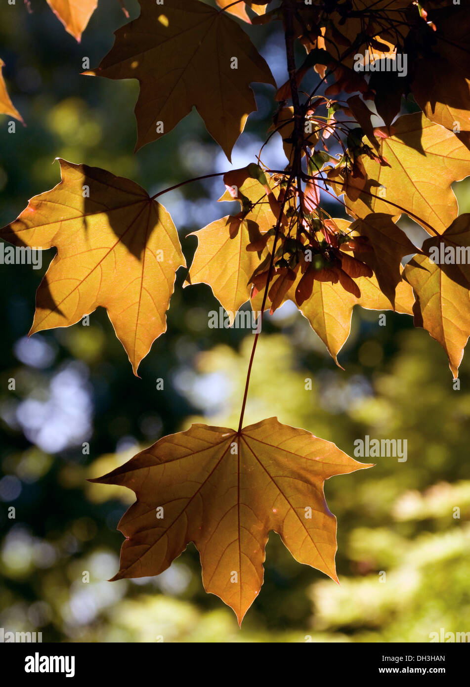 Springtime maple buds and leaves growing in Chicago, Illinois, USA ...