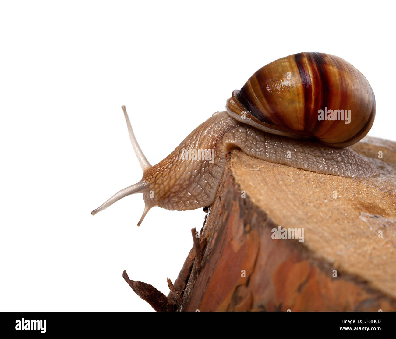 Wet wooden stump hi-res stock photography and images - Alamy