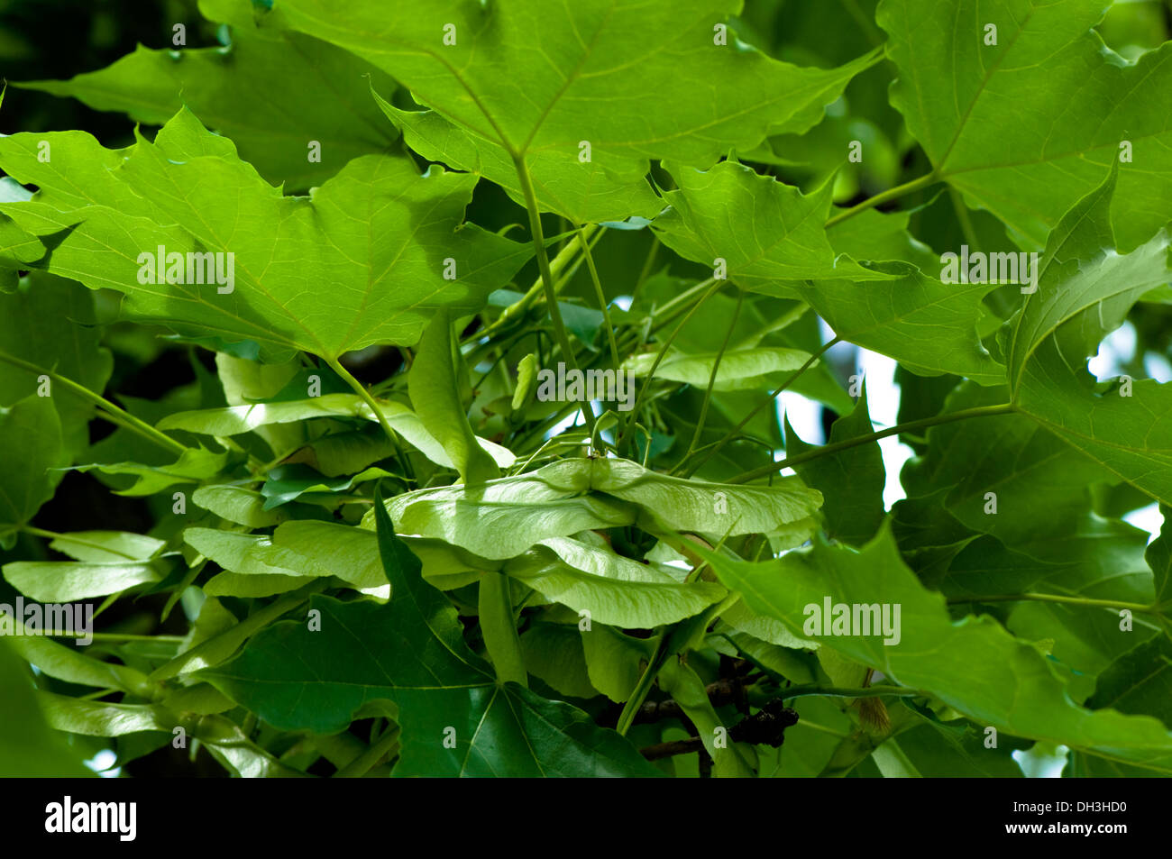 Springtime maple leaves and seeds hang from a branch, Chicago, Illinois ...