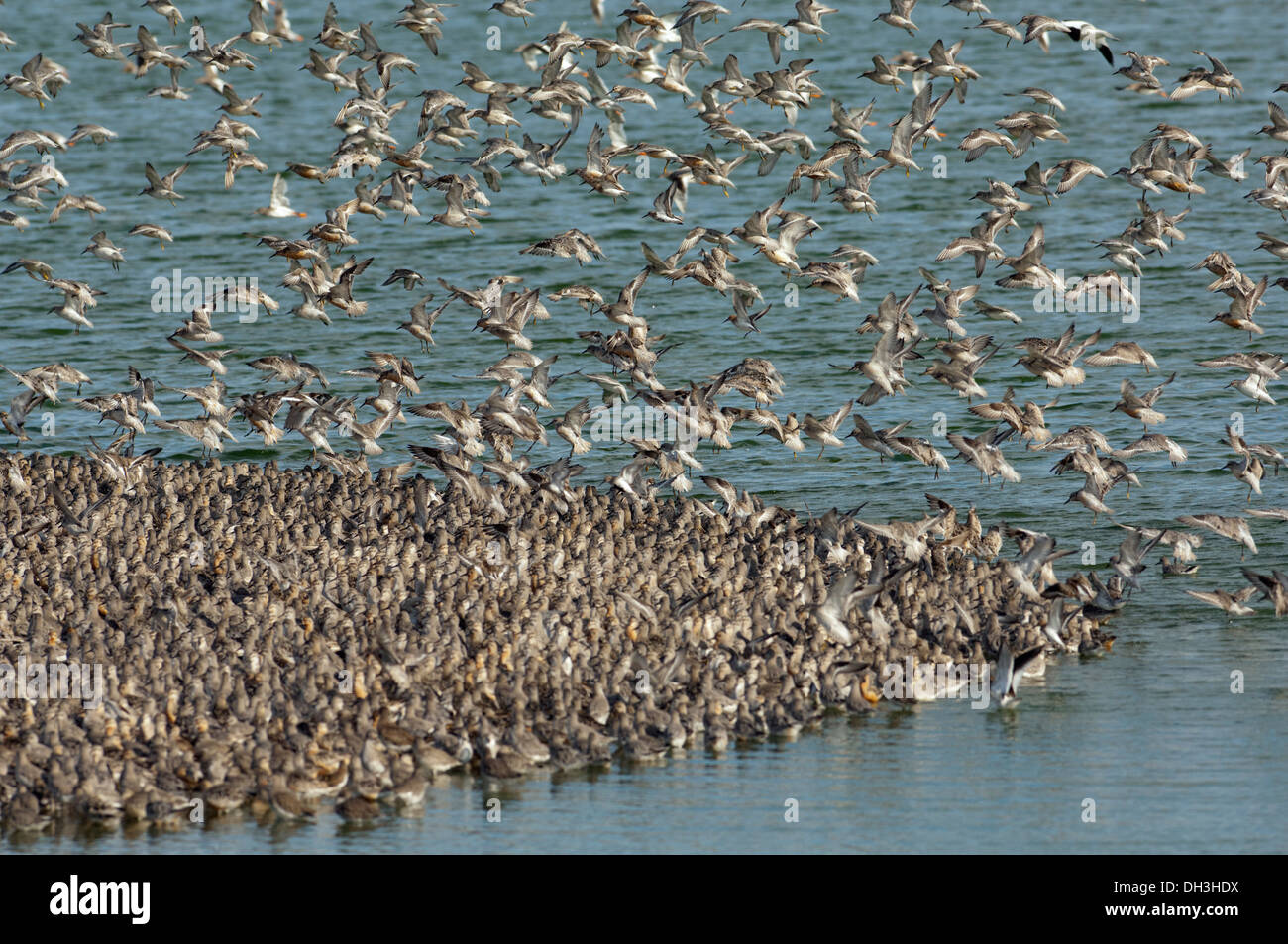Wader roosting hi-res stock photography and images - Alamy