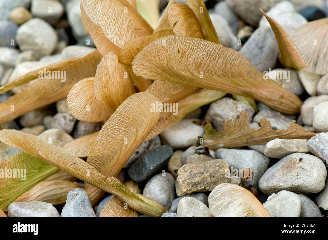 Maple tree seeds hi-res stock photography and images - Alamy