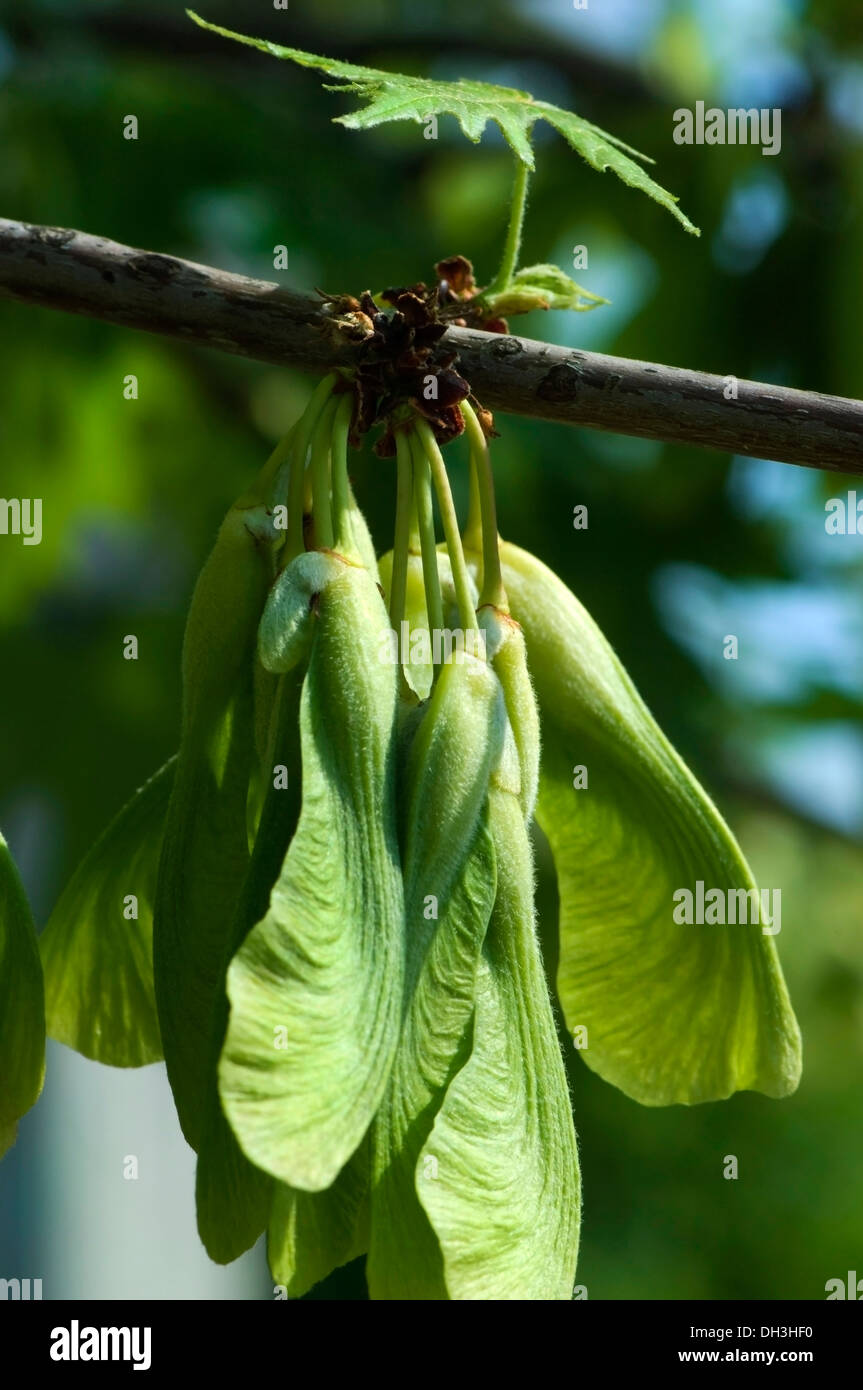 Maple seed hi-res stock photography and images - Alamy