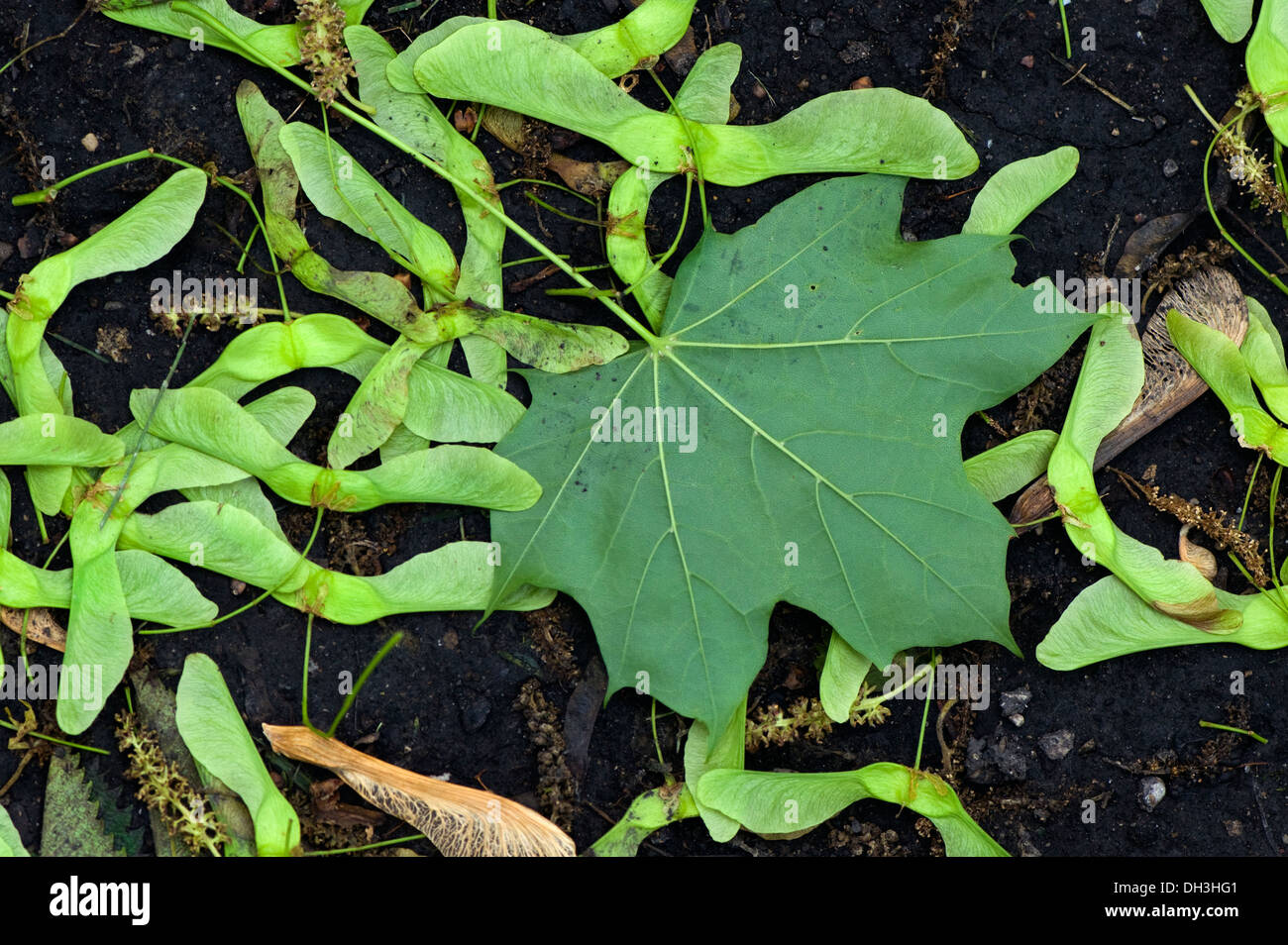 Fallen Maple tree seeds, leaf and other debris after a springtime storm ...