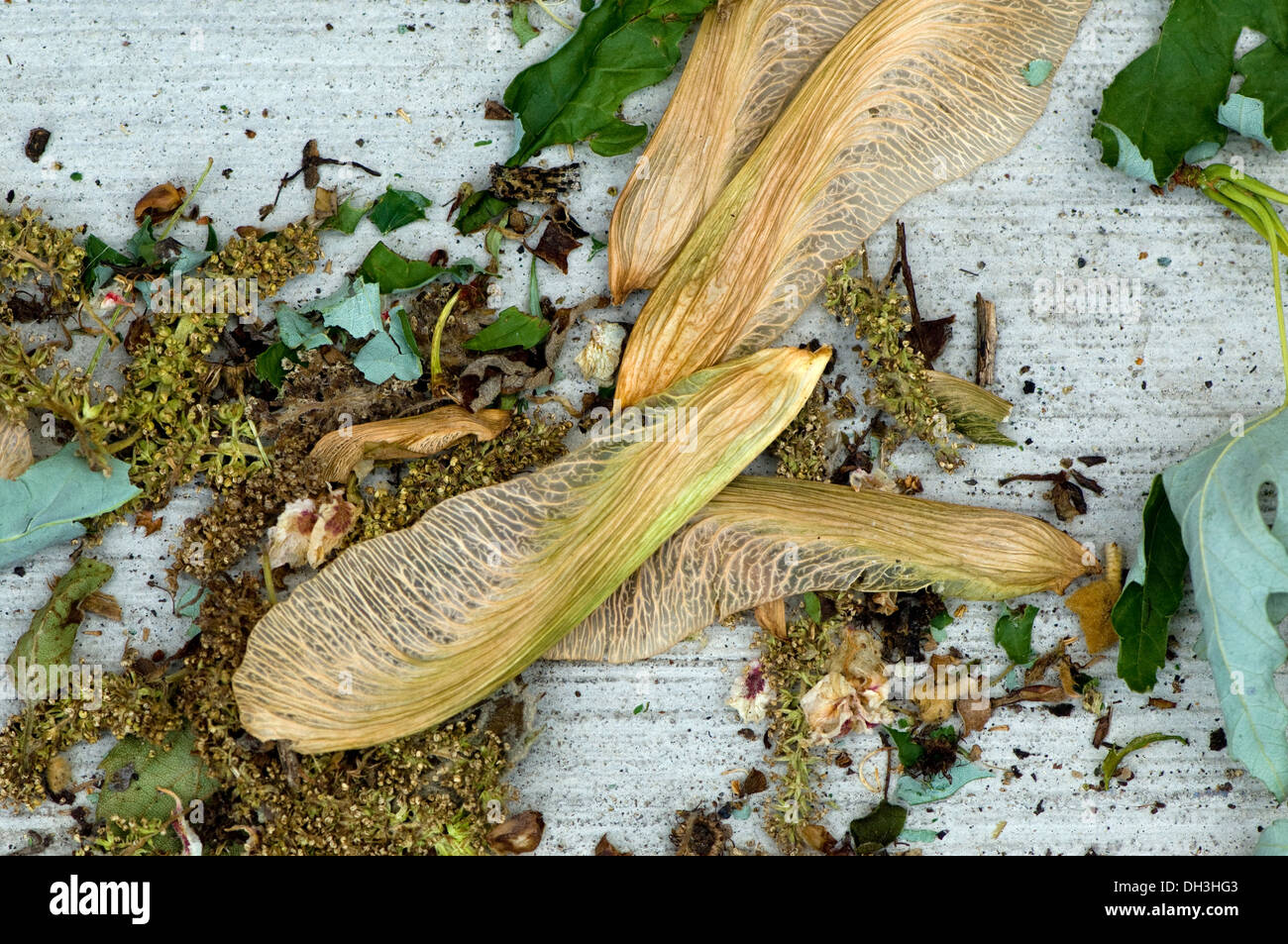 Debris after storm hi-res stock photography and images - Alamy