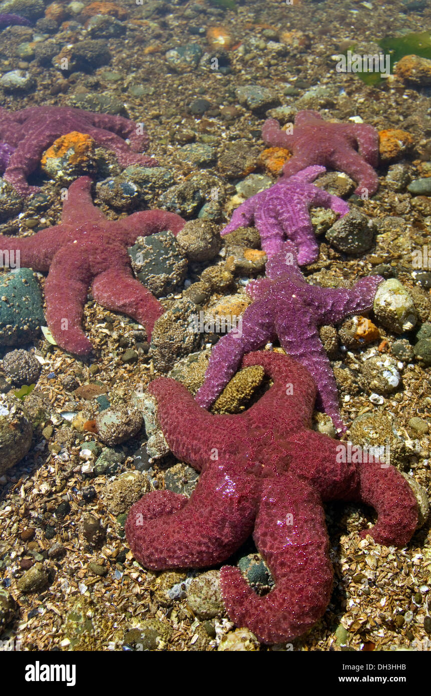 Starfish Puget Sound Washington State Stock Photo - Alamy