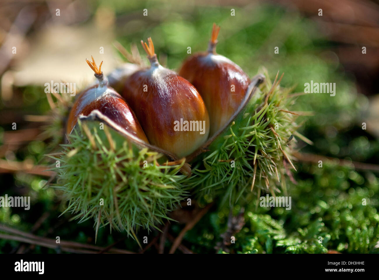 Woodland chestnuts hi-res stock photography and images - Alamy