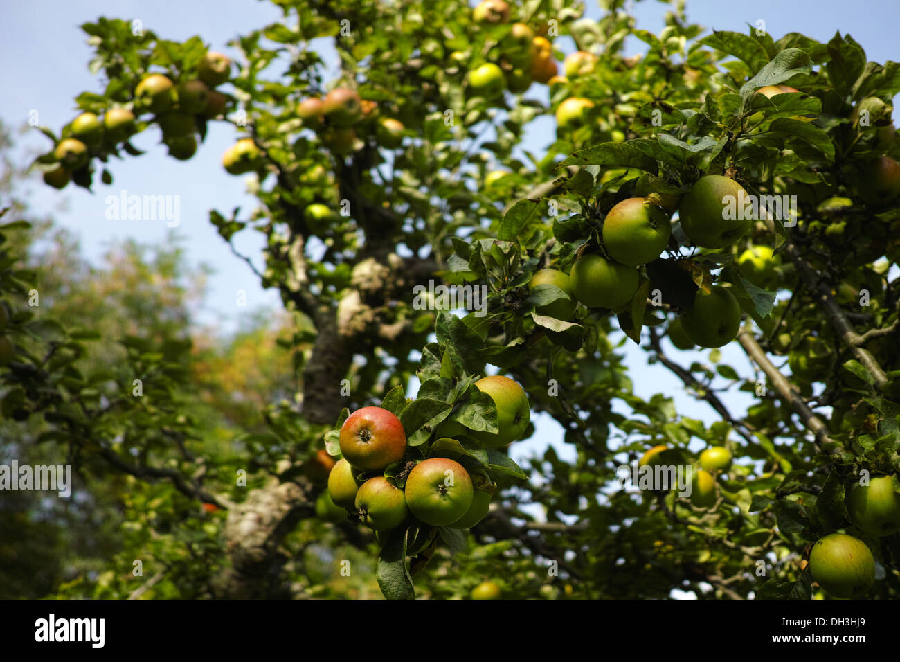 Orchard sunny hi-res stock photography and images - Alamy