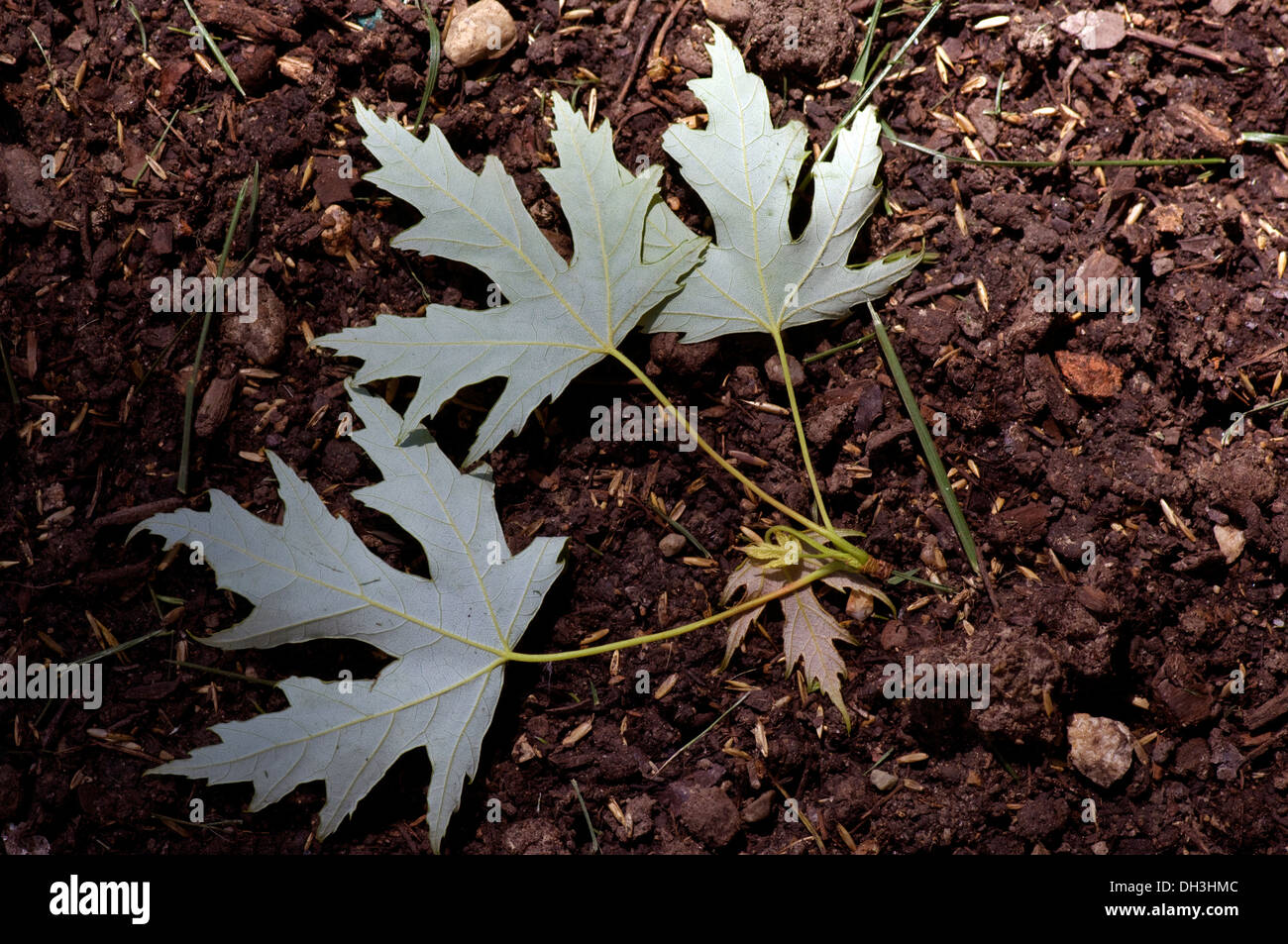Fallen Maple leaves lie on the ground after a storm in Chicago, IL USA ...