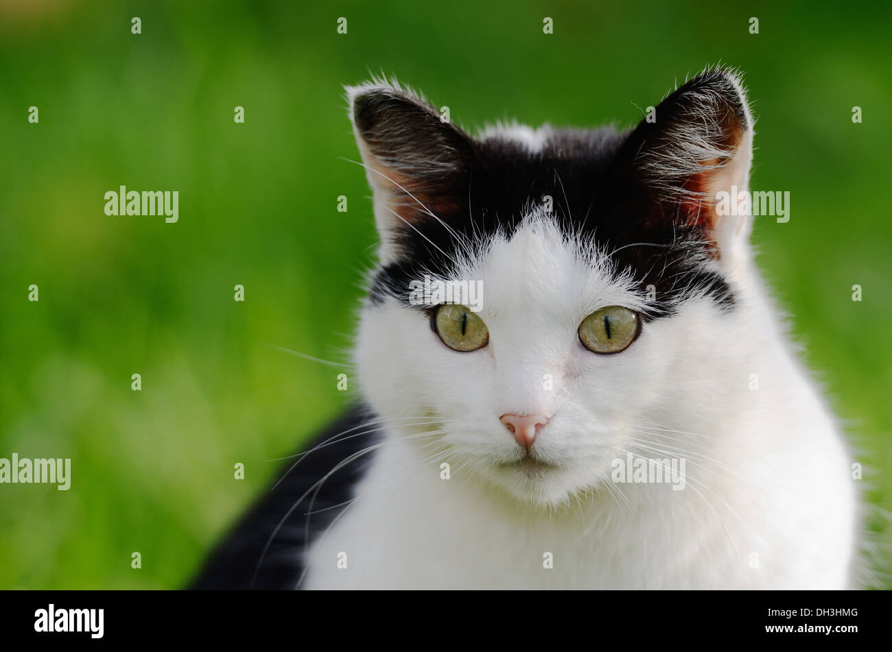 cat curiously looking forward against green background Stock Photo - Alamy