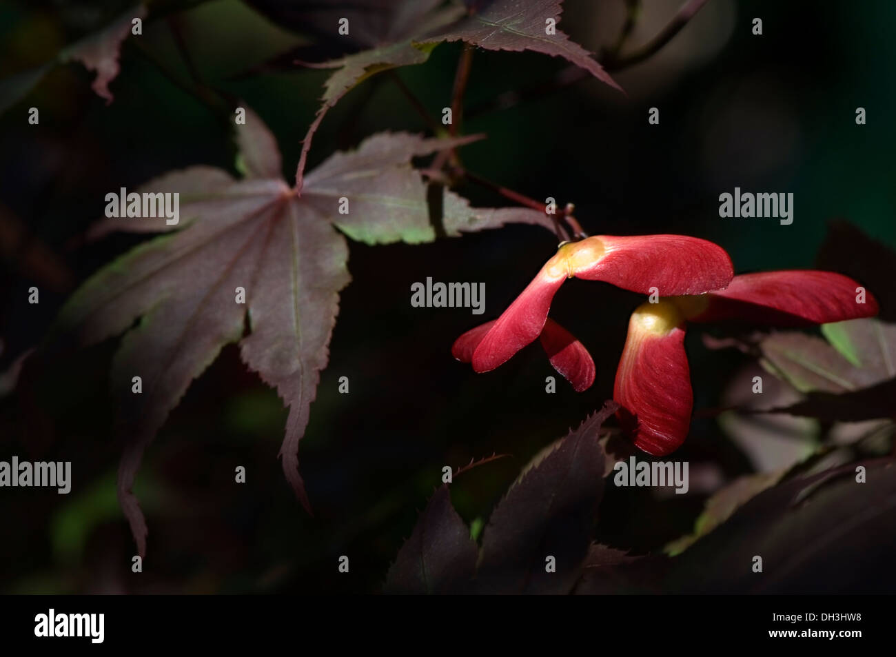 Japanese Maple close-up with red seeds glowing in sunlight Stock Photo ...