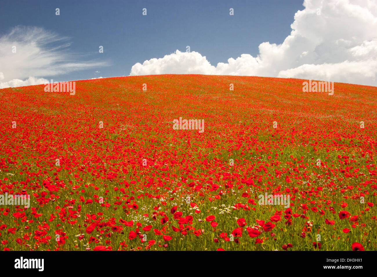 Poppy field on hillside, England UK Stock Photo - Alamy