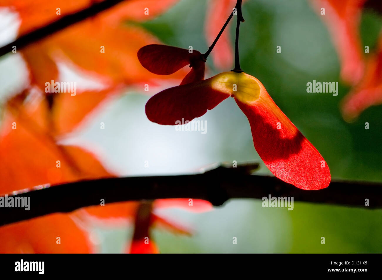 Japanese Maple with red seeds glowing in sunlight Stock Photo - Alamy