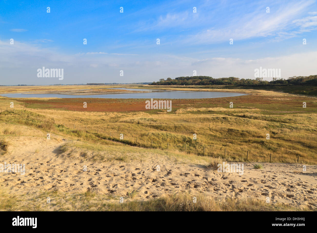 Zwin natural parc in Belgium. Sunset light, blue sky with white clouds ...