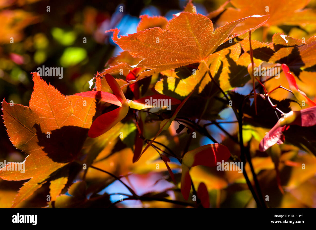 Japanese Maple branch with red seeds Stock Photo - Alamy