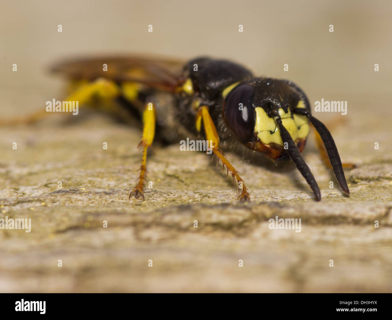 A bee wolf Stock Photo - Alamy