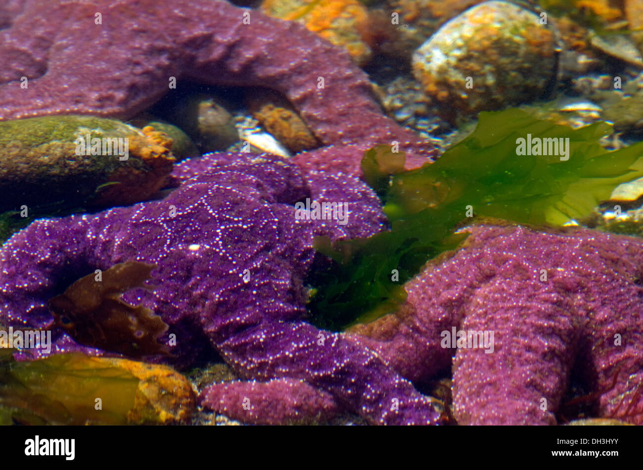 Starfish puget sound washington state hi-res stock photography and ...