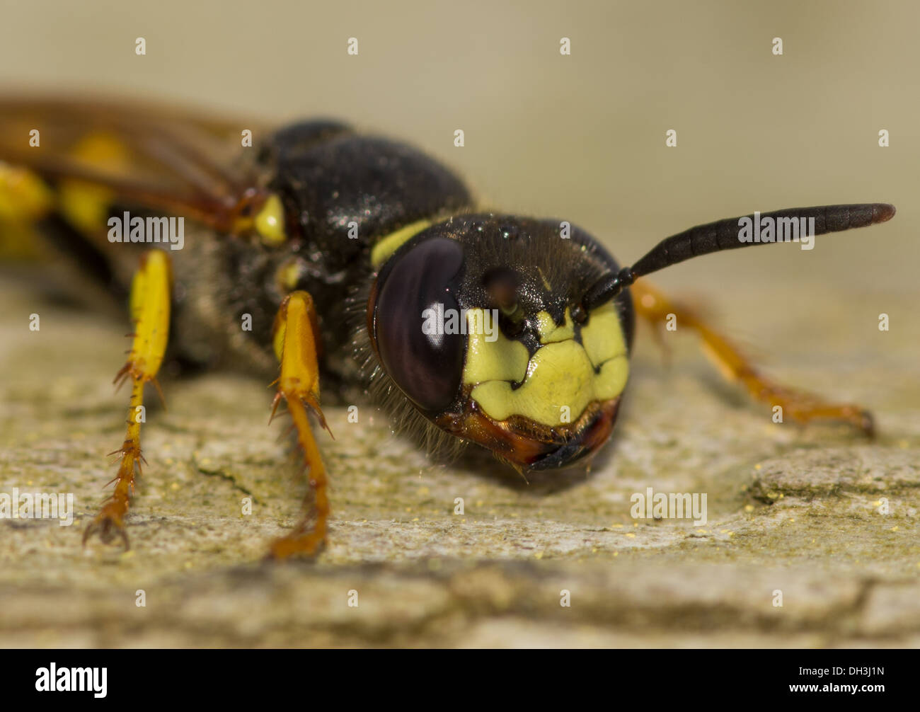 A bee wolf Stock Photo - Alamy