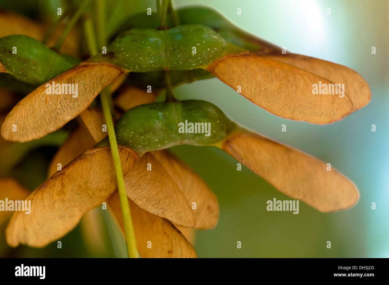 Maple tree seeds hi-res stock photography and images - Alamy
