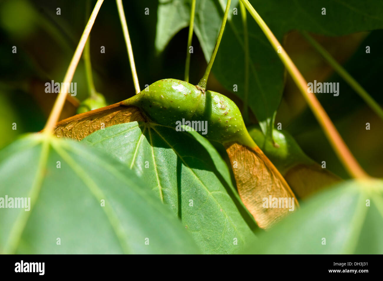 Twirlers hi-res stock photography and images - Alamy