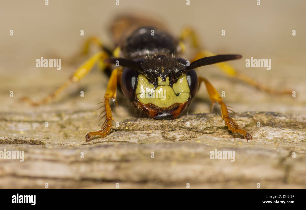 A bee wolf Stock Photo - Alamy