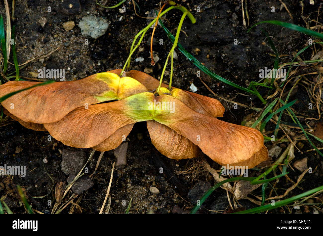 Fallen group of Maple seeds lie on the ground, Chicago, IL USA Stock ...